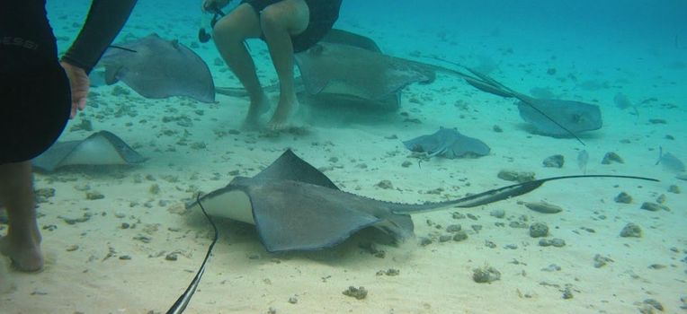 Mazatlan: Three injured by manta ray over the weekend - The Mazatlan Post